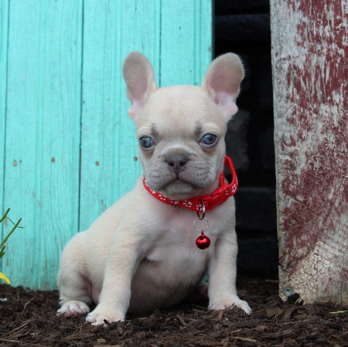 Adopt French Bulldog Puppies in Ohio - Black & Tan and Chocolate ...