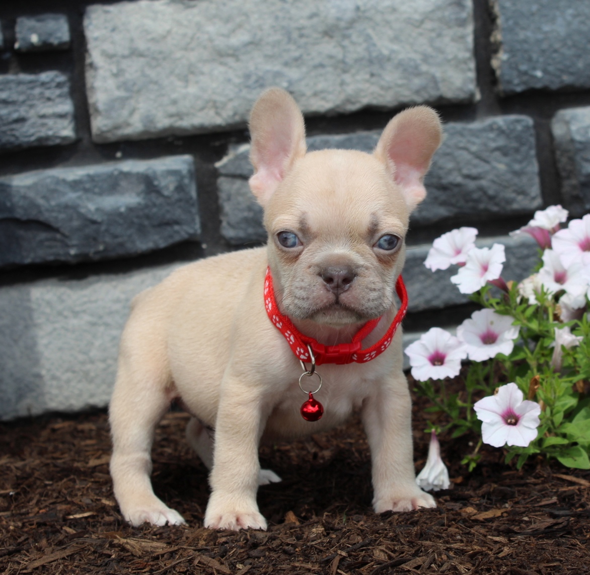 Adopt French Bulldog Puppies in Ohio - Black & Tan and Chocolate ...