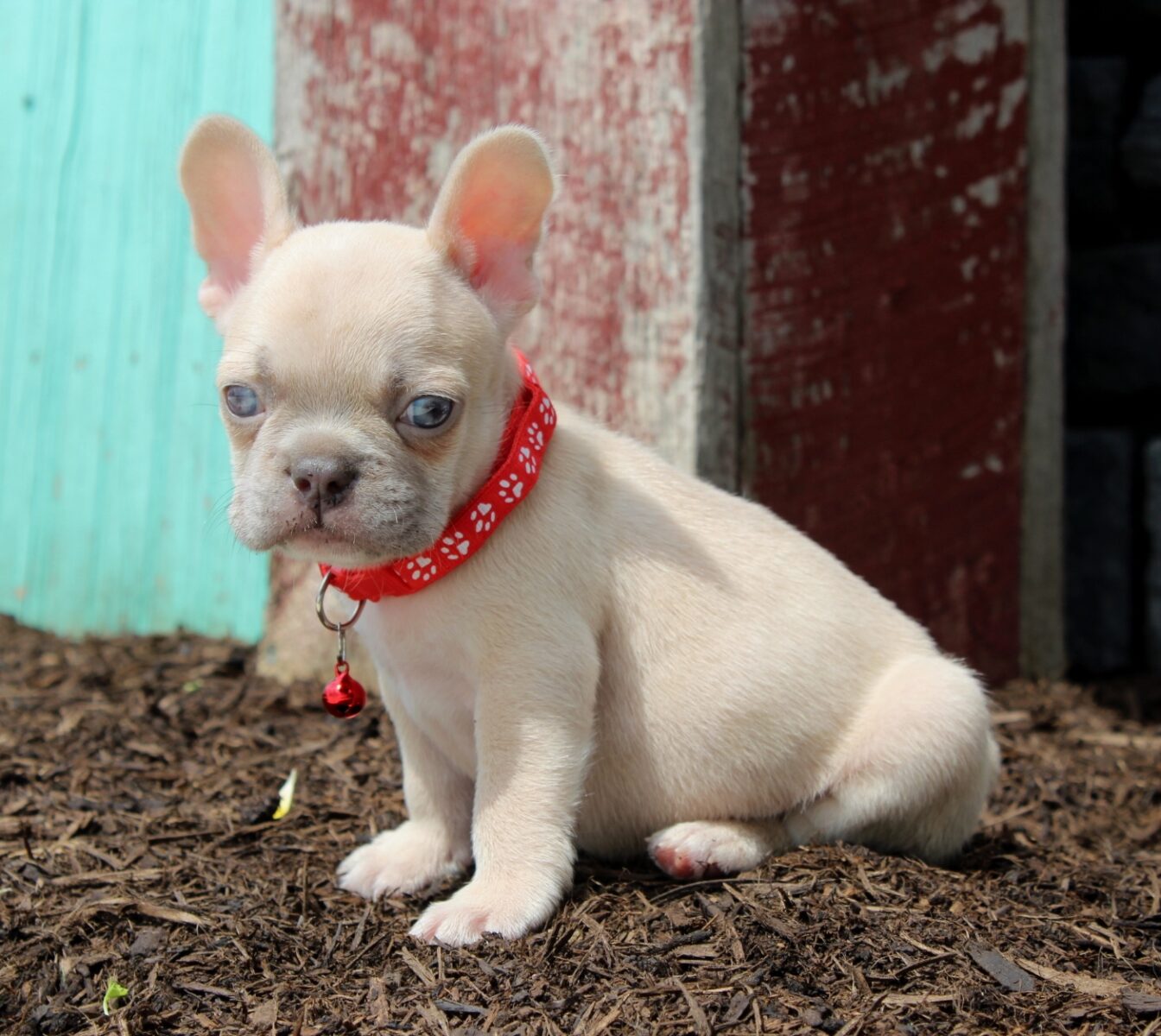 Adopt French Bulldog Puppies in Ohio - Black & Tan and Chocolate ...