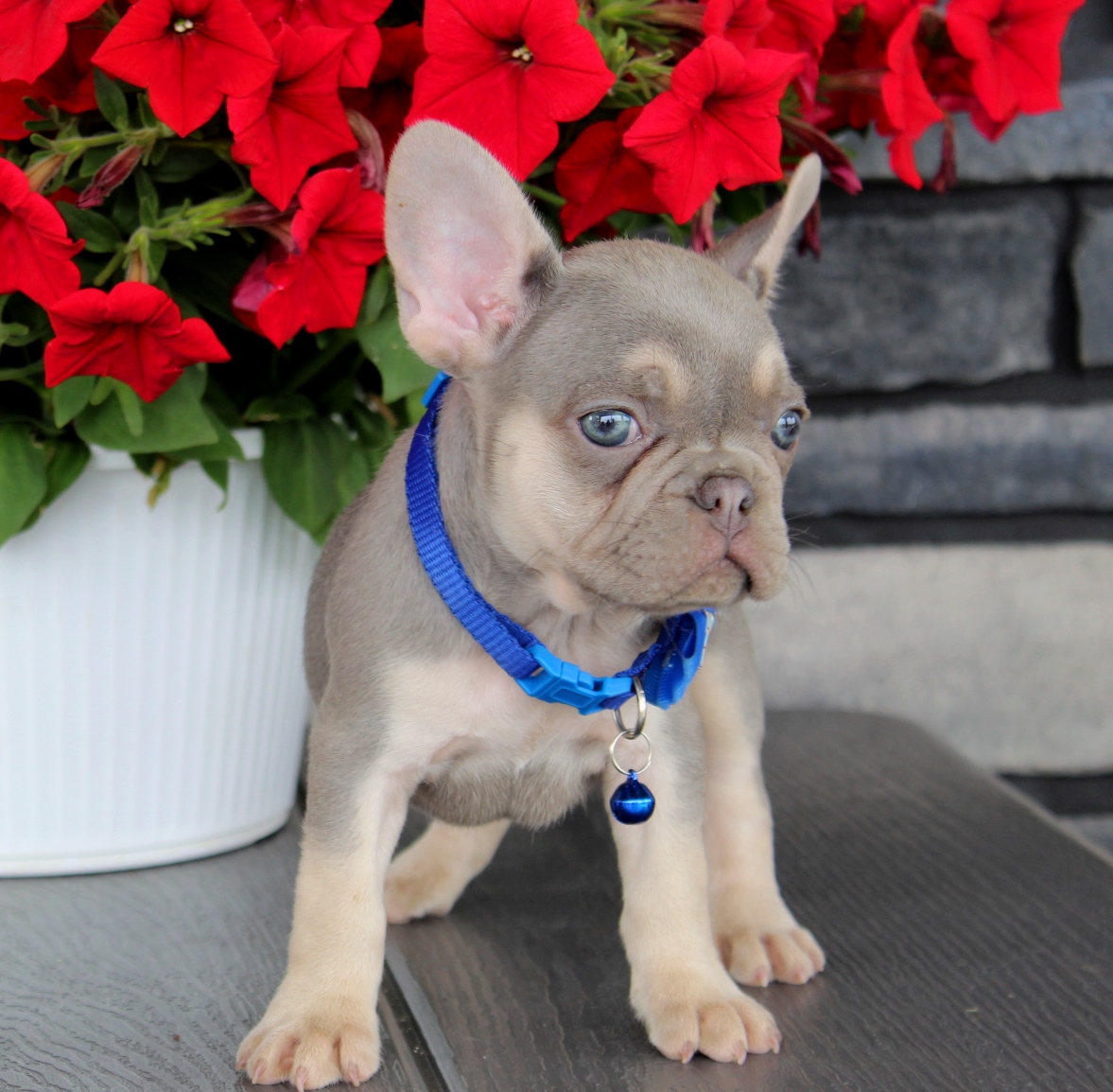 Adopt French Bulldog Puppies in Ohio - Black & Tan and Chocolate ...