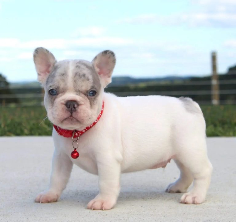 Perfect Blue French Bulldog | Hilltop Acre Frenchies
